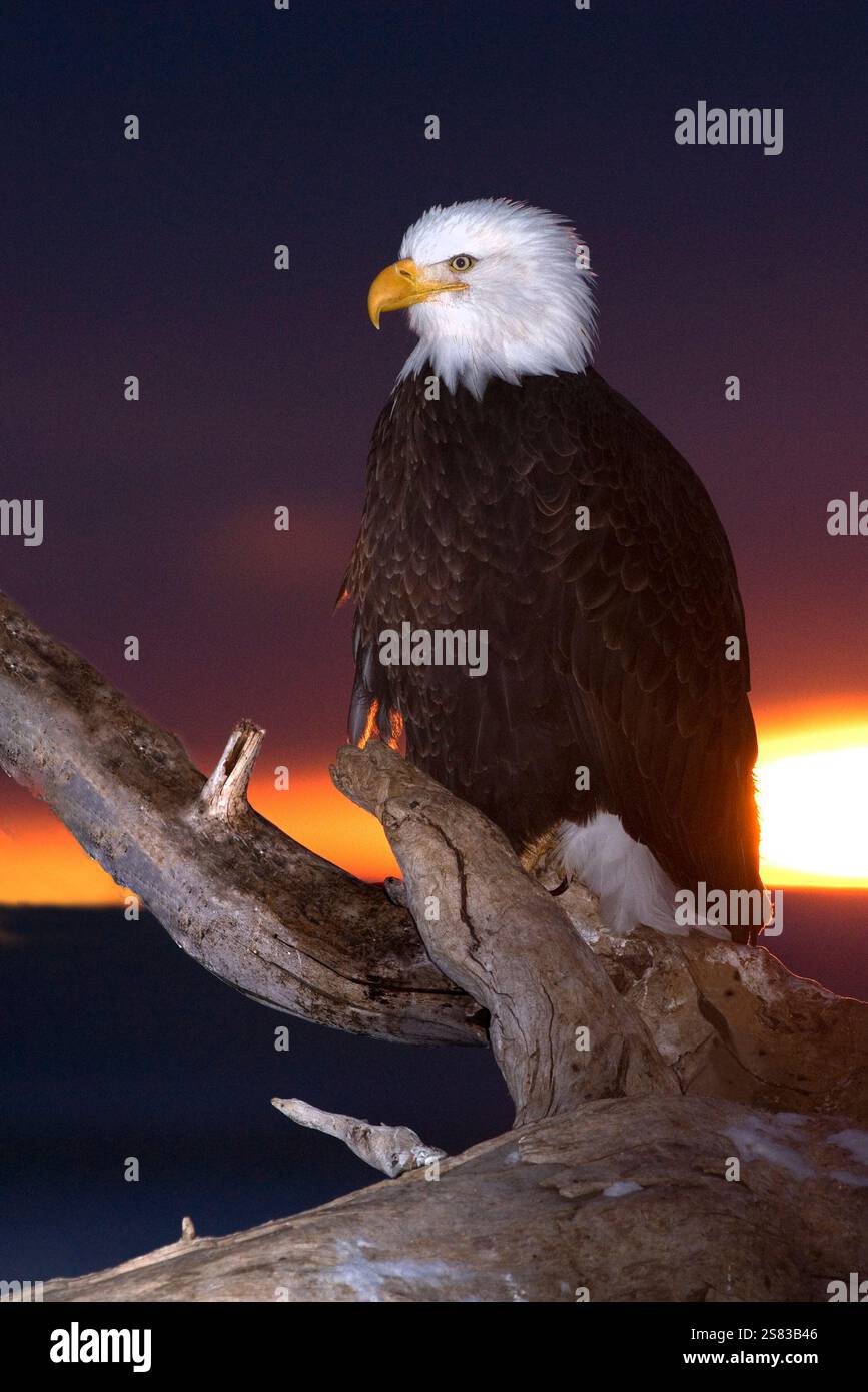 Flash fill hi-res stock photography and images - Alamy