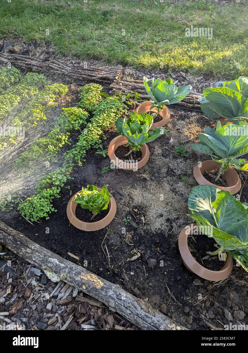 Small vegetable patch in farm garden being watered Stock Photo - Alamy