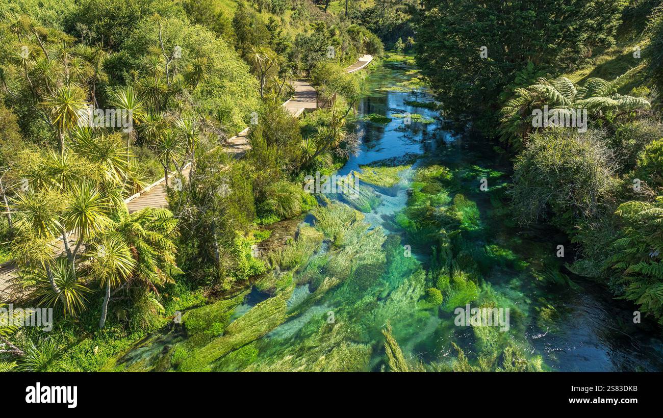 Waihou River. Blue Springs Putararu . The weed is under water showing ...