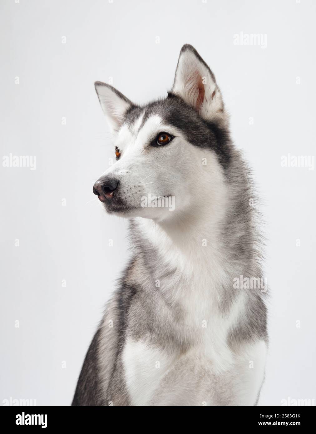 A playful Siberian Husky caught mid-turn against a white background ...