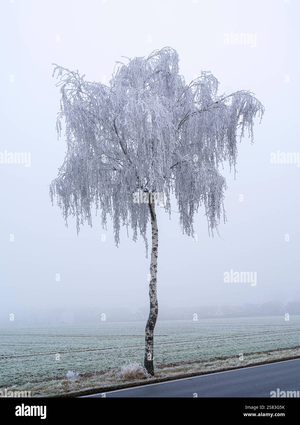 Baum mit Raureif im Nebel an einer Landstraße Braunschweig ...