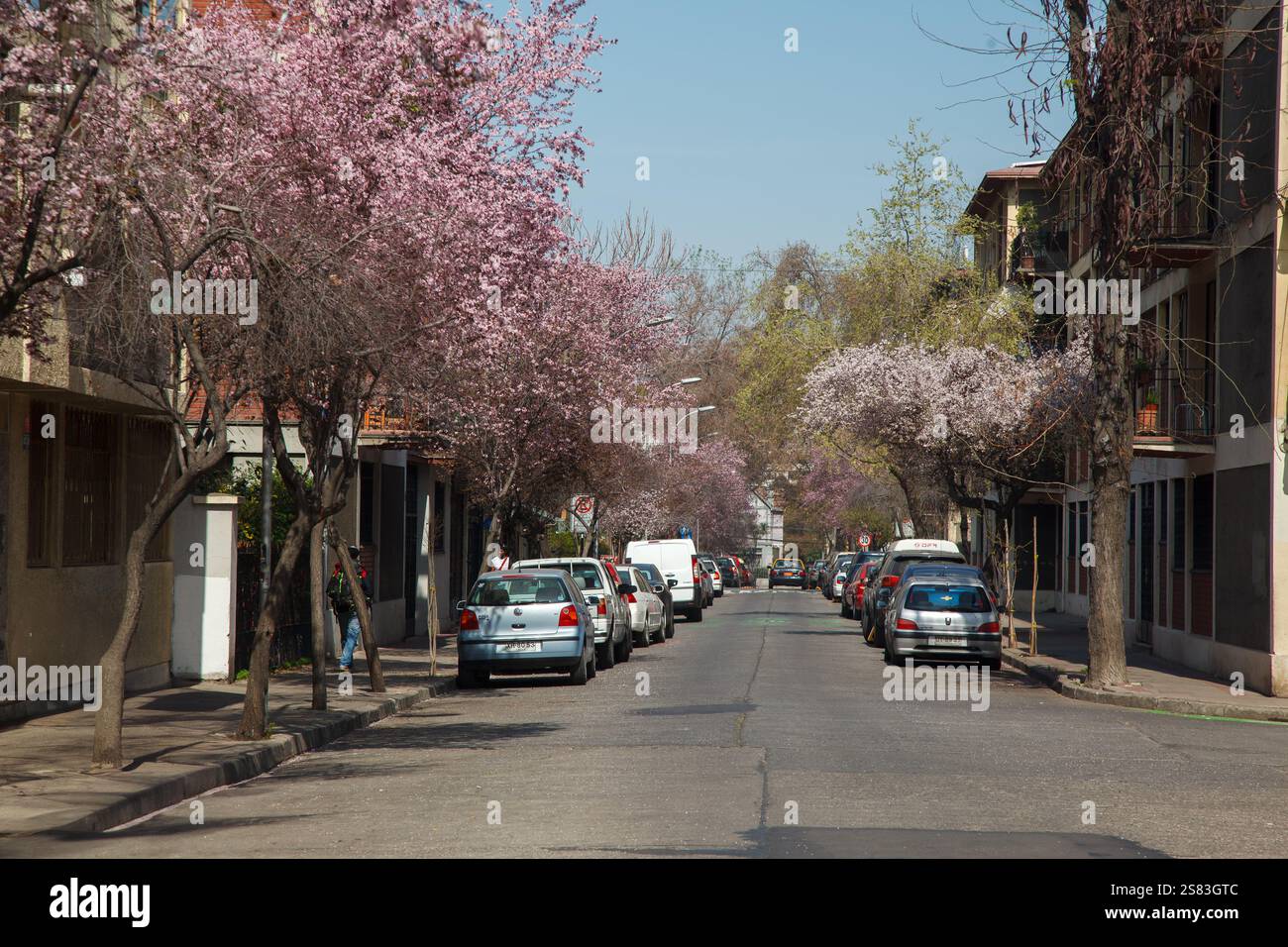 The Beautiful cherry trees blooming in the streets of Providencia ...