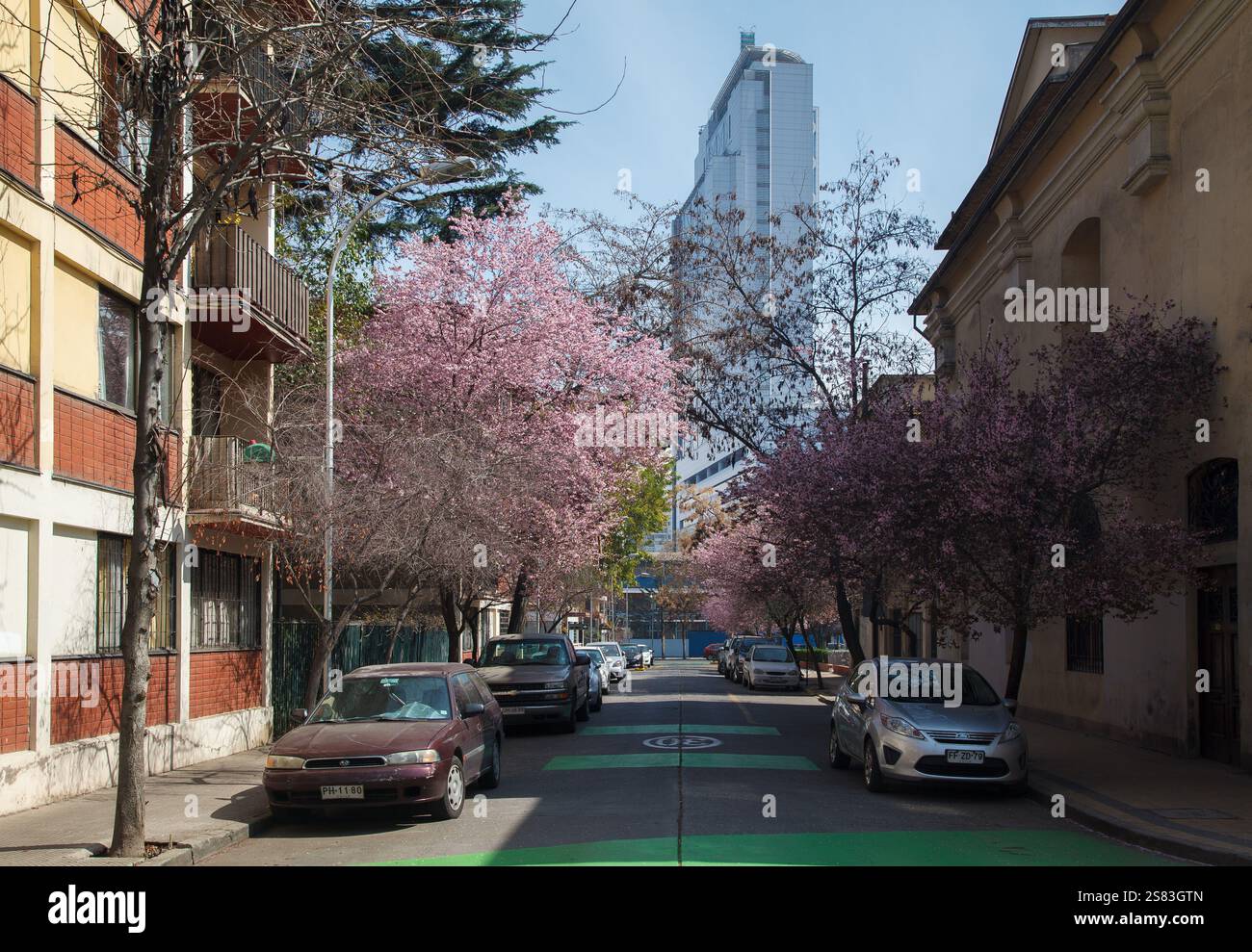 The Beautiful cherry trees blooming in the streets of Providencia ...