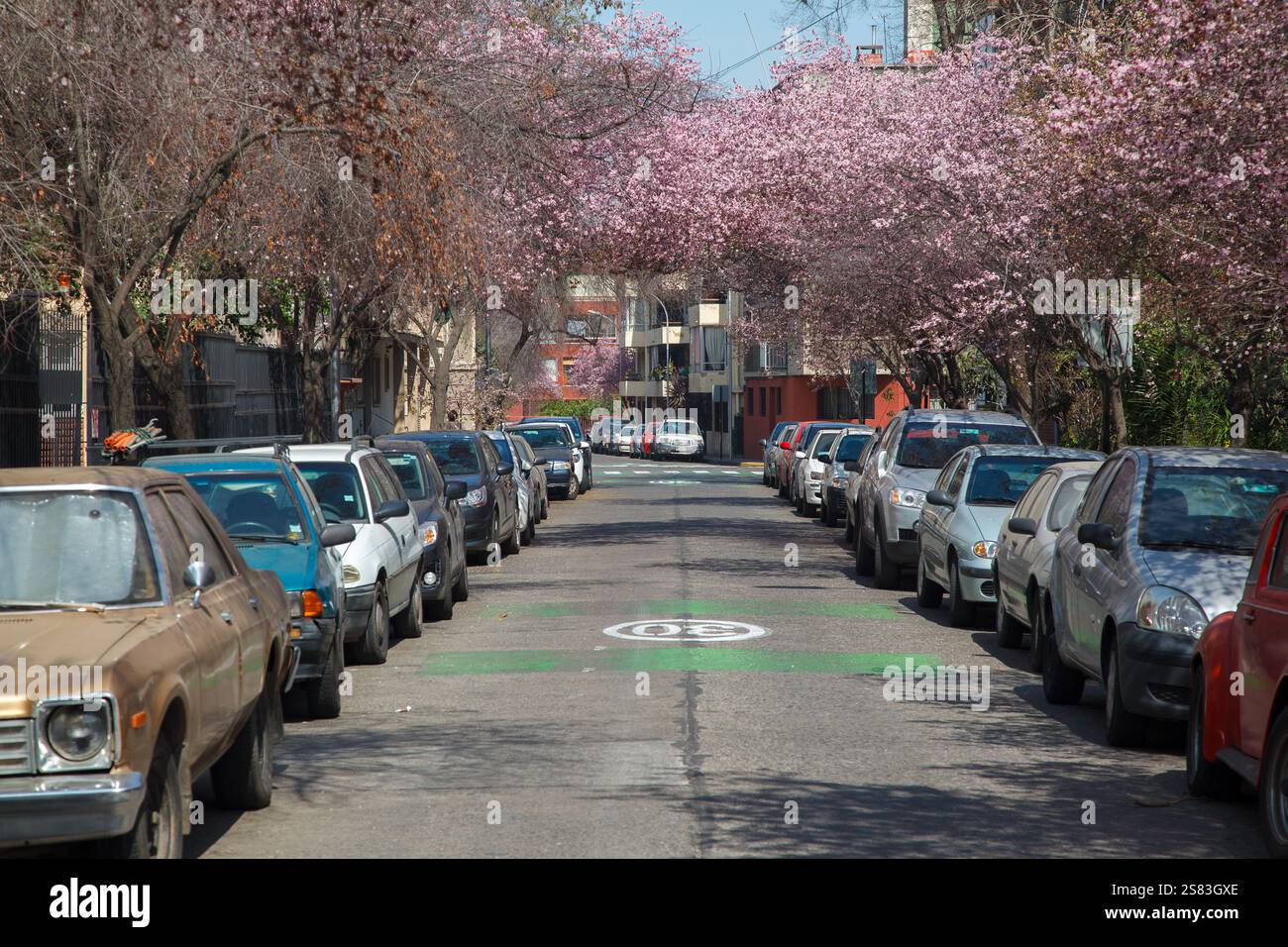 The Beautiful cherry trees blooming in the streets of Providencia ...
