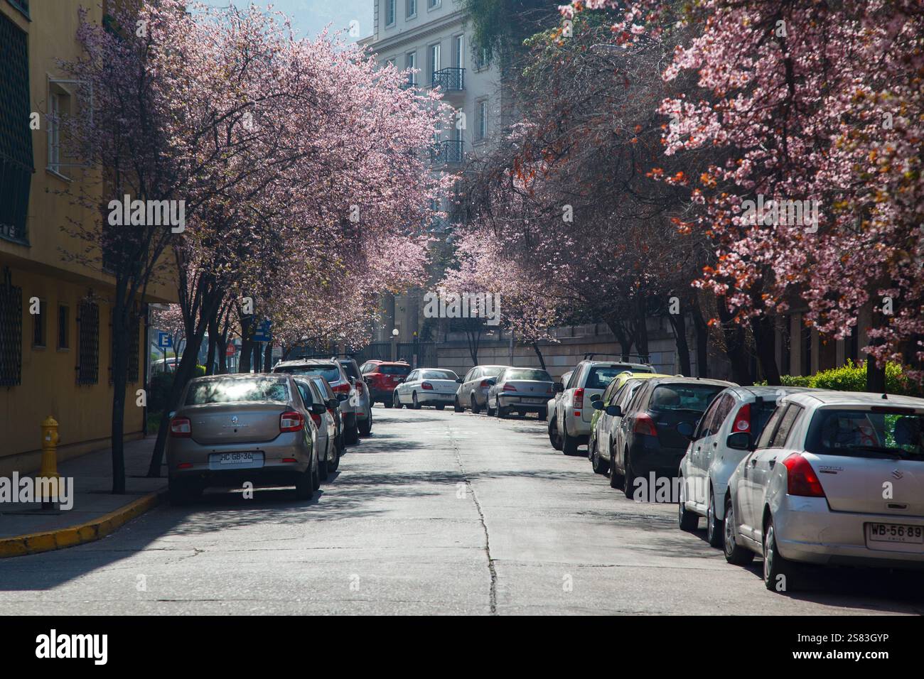The Beautiful cherry trees blooming in the streets of Providencia ...
