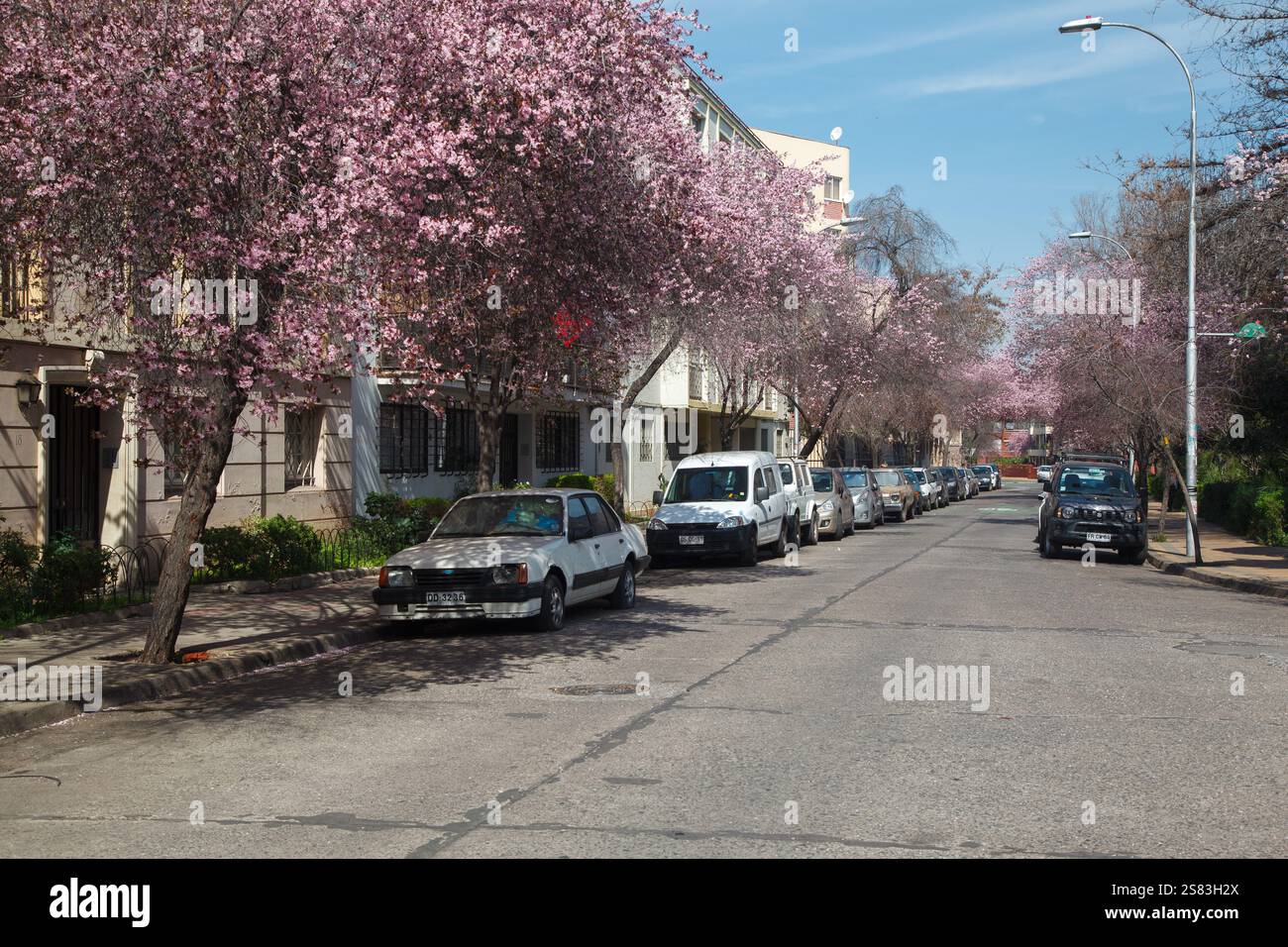 The Beautiful cherry trees blooming in the streets of Providencia ...