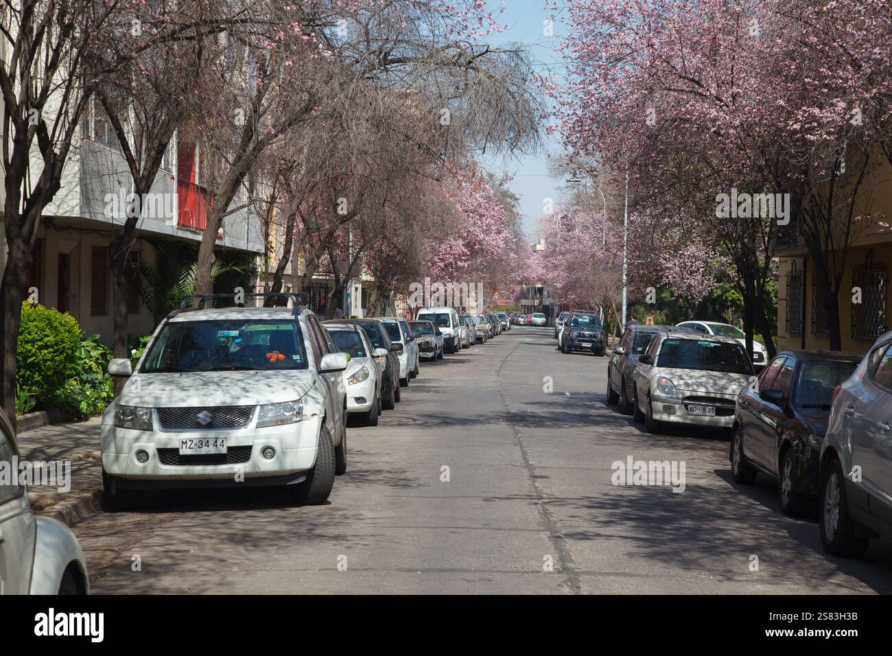 The Beautiful cherry trees blooming in the streets of Providencia ...