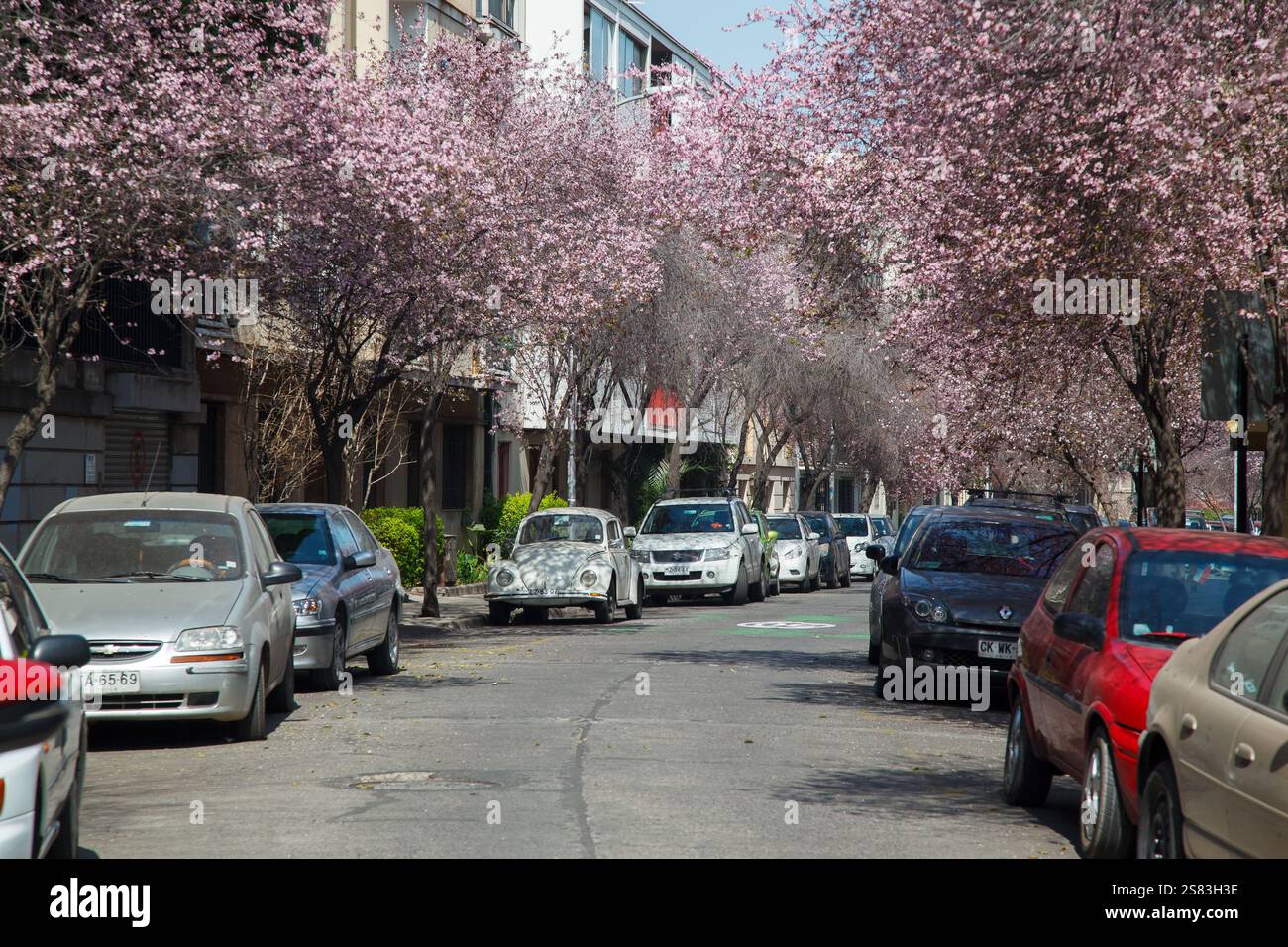 The Beautiful cherry trees blooming in the streets of Providencia ...