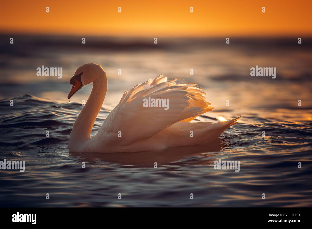 Graceful Swan Swimming in Golden rippling water Waves illuminated by a ...
