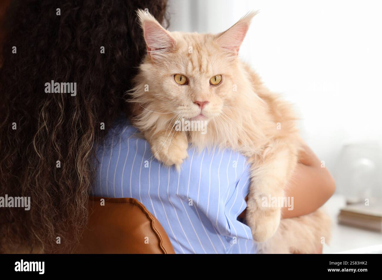 Beautiful young African-American woman with her cute Maine Coon cat at ...