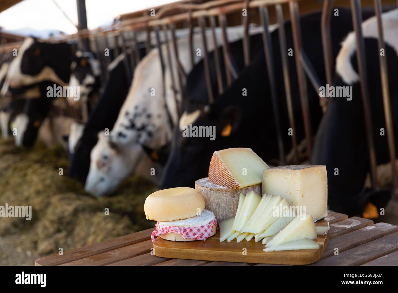 Different types of cheese on the background of cows in barn Stock Photo ...