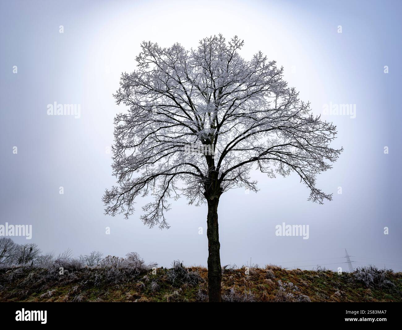 Baum mit Raureif im Nebel an einer Böschung Braunschweig Niedersachsen ...