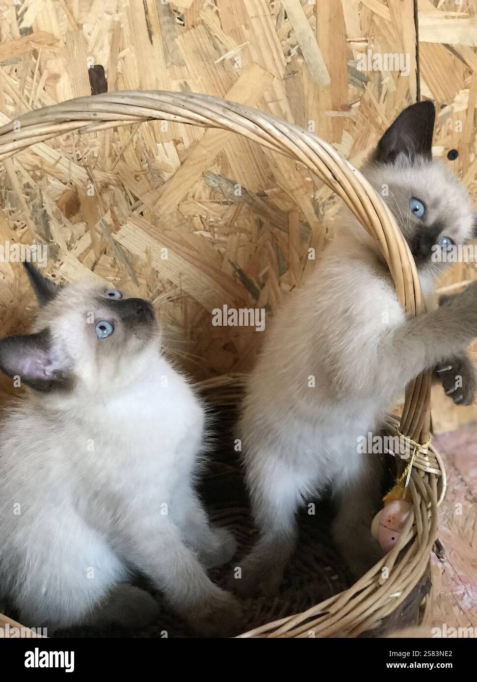 Siamese kittens play happily in a basket with their siblings. High ...