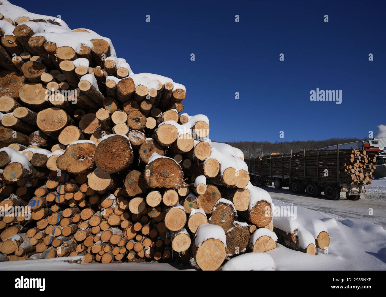 Mont Blanc, Canada. 20th Jan, 2025. A truck delivers logs to be ...