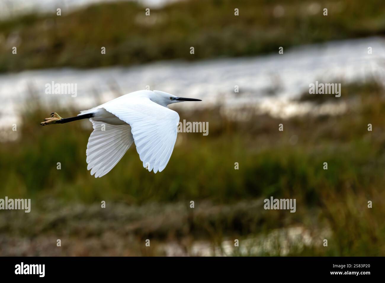 Little Egret feeds on fish, insects, and crustaceans. Spotted at Bull ...