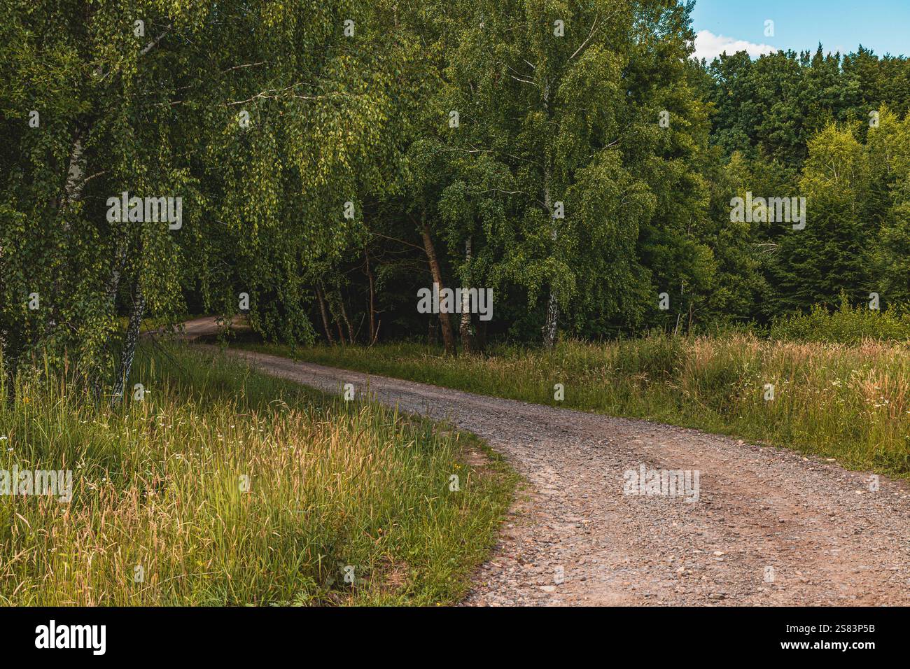 Curved dirt path through lush greenery on a sunny day in nature Stock ...