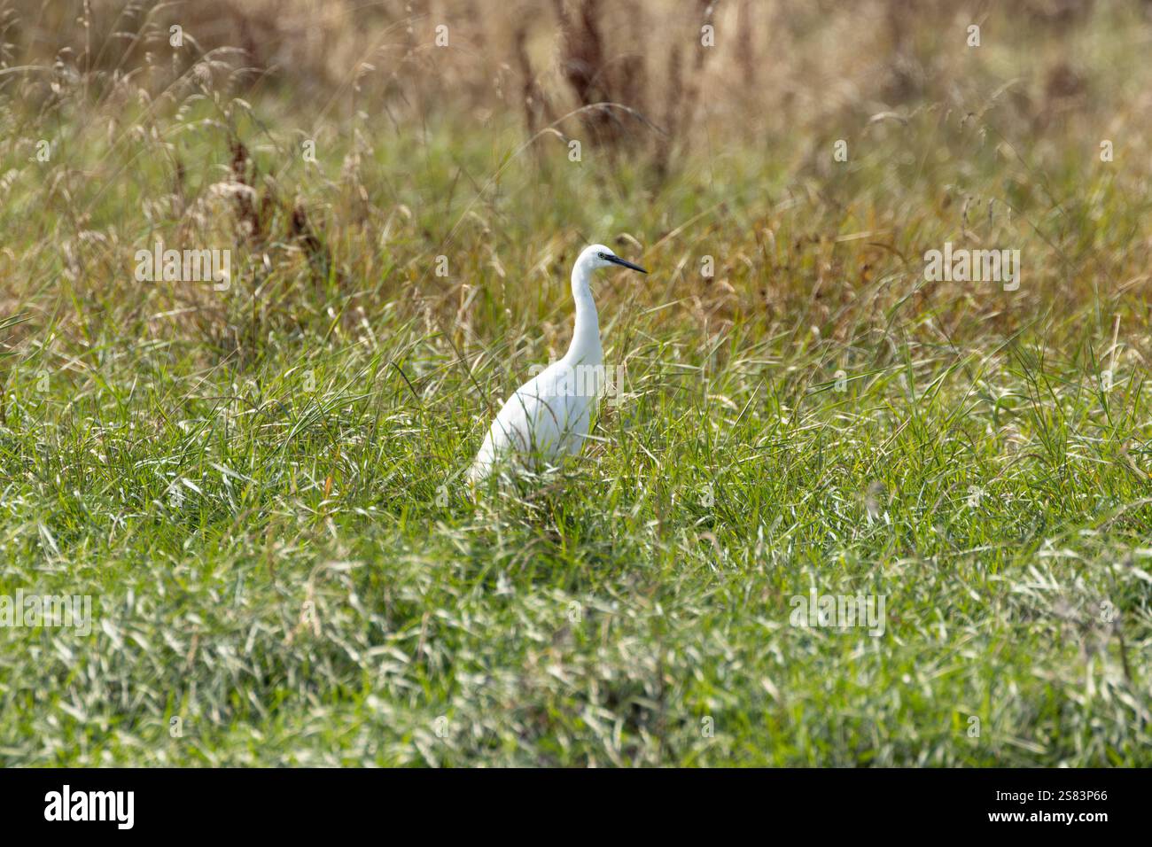 Little Egret feeds on fish, insects, and crustaceans. Spotted at Bull ...