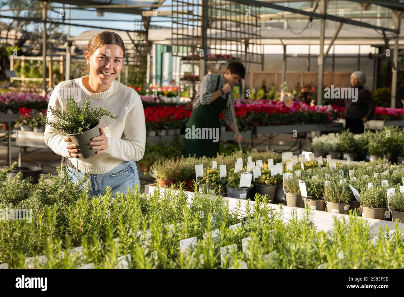 Rosemary seedlings in pot hi-res stock photography and images - Alamy
