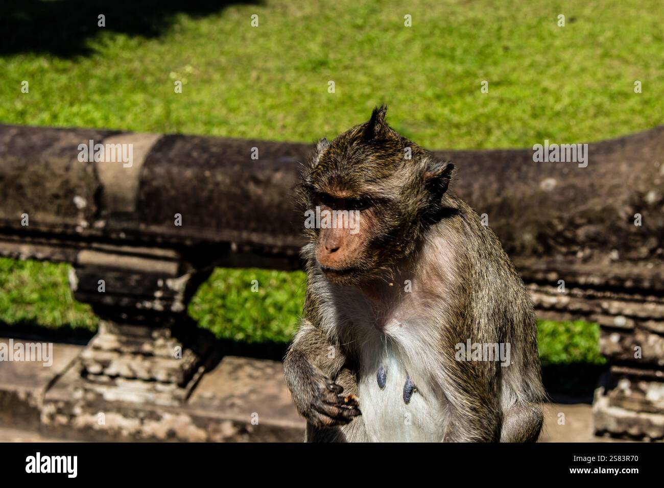 Siem reap, Cambodia, January 14, 2025 Monkeys at Angkor Wat temple, a ...