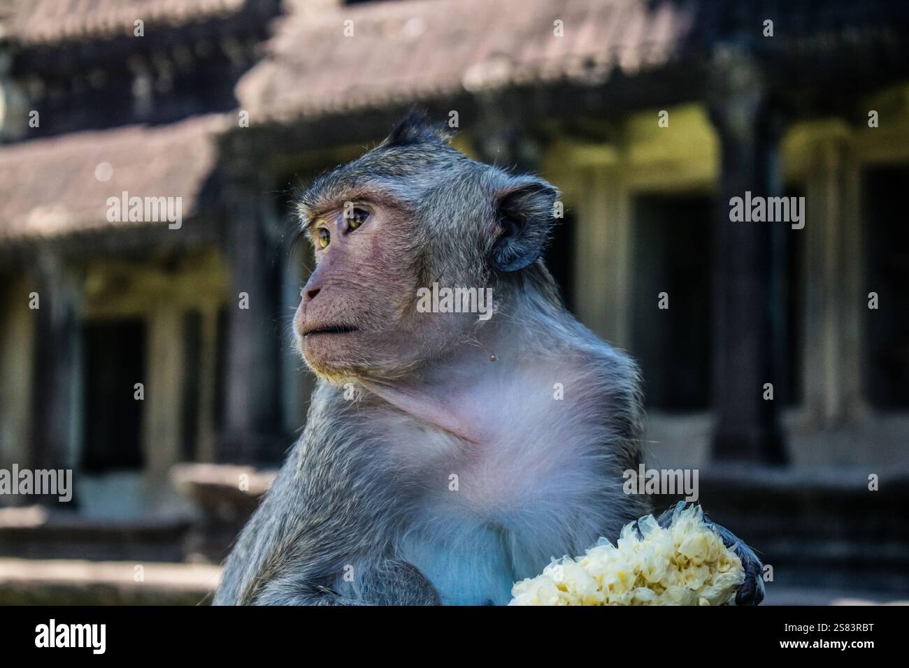 Siem reap, Cambodia, January 14, 2025 Monkeys at Angkor Wat temple, a Hindu-Buddhist temple ...