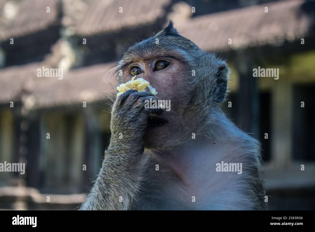 Siem reap, Cambodia, January 14, 2025 Monkeys at Angkor Wat temple, a ...