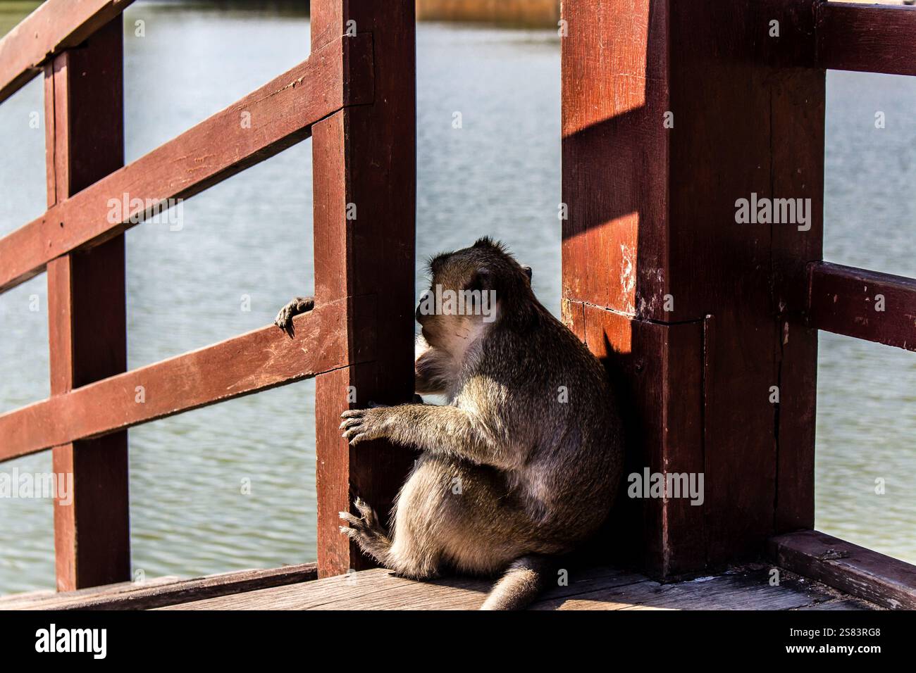 Siem reap, Cambodia, January 14, 2025 Monkeys at Angkor Wat temple, a ...