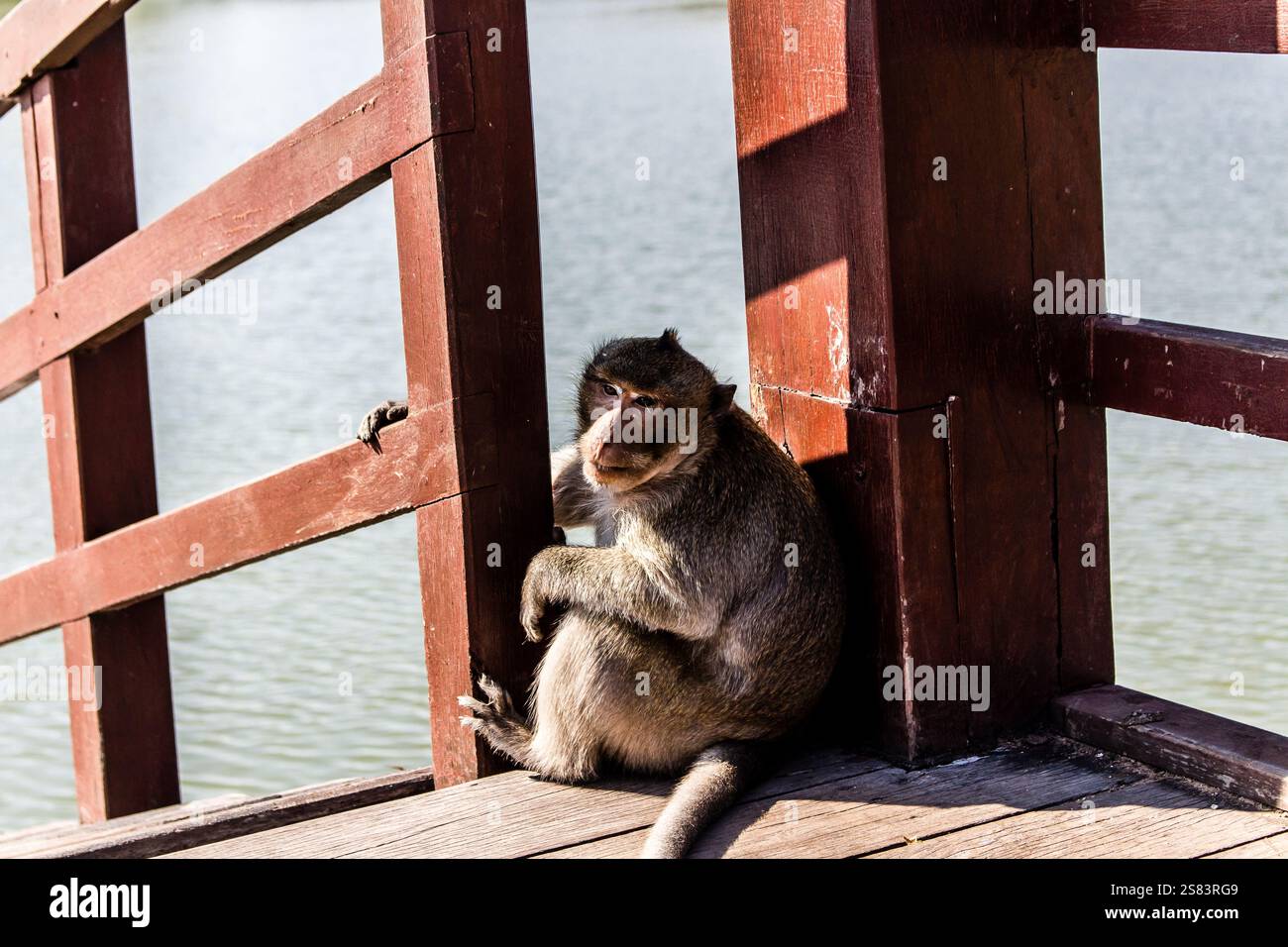 Siem reap, Cambodia, January 14, 2025 Monkeys at Angkor Wat temple, a ...