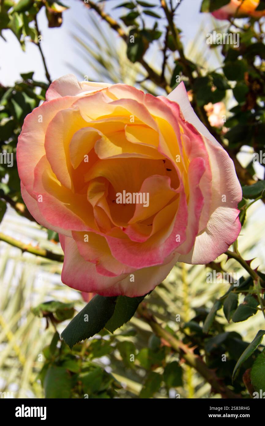 Rose with pink edges hi-res stock photography and images - Alamy