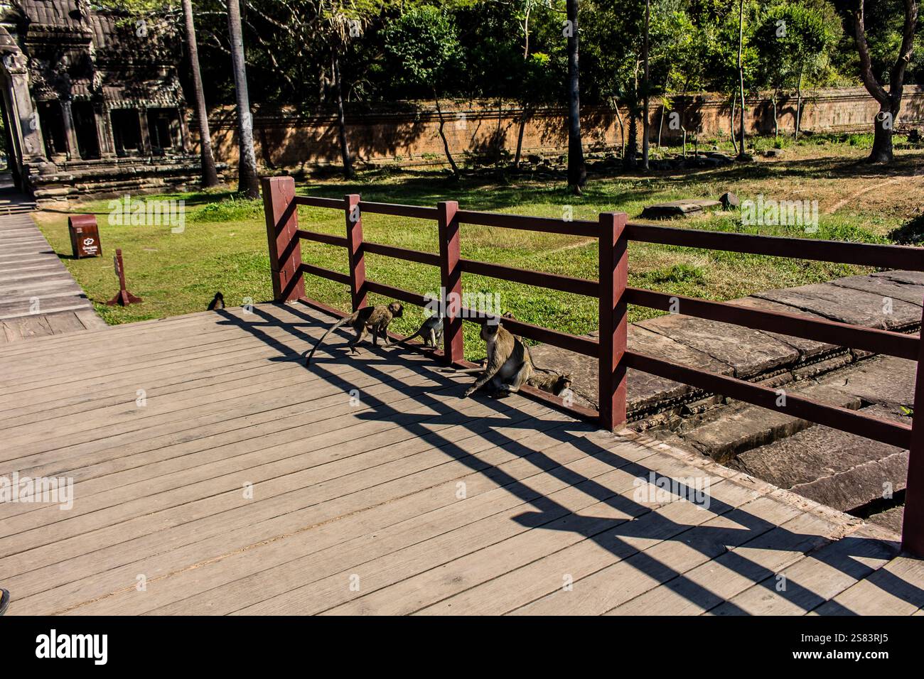 Siem reap, Cambodia, January 14, 2025 Monkeys at Angkor Wat temple, a ...