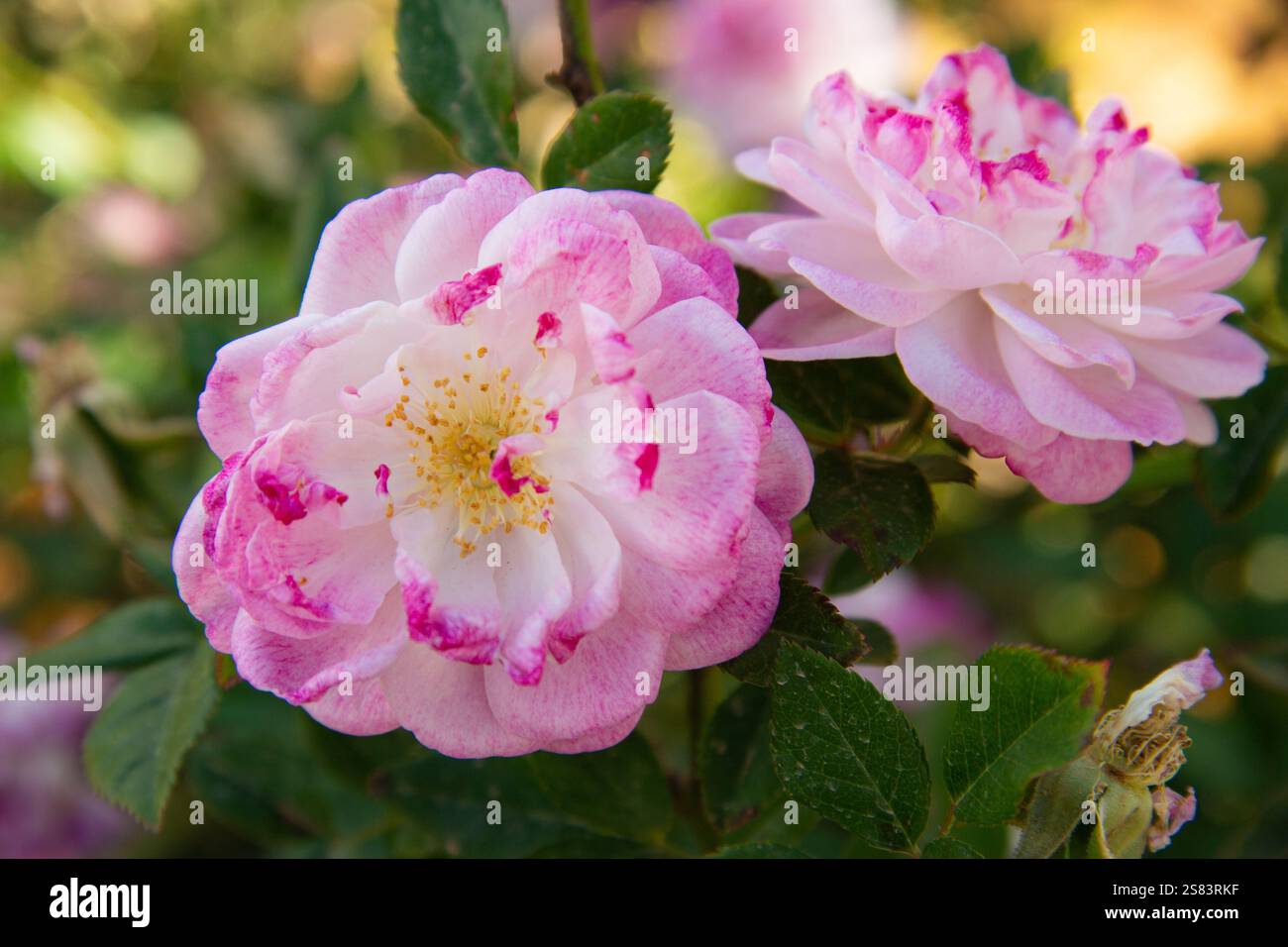 Petal edges detail hi-res stock photography and images - Alamy