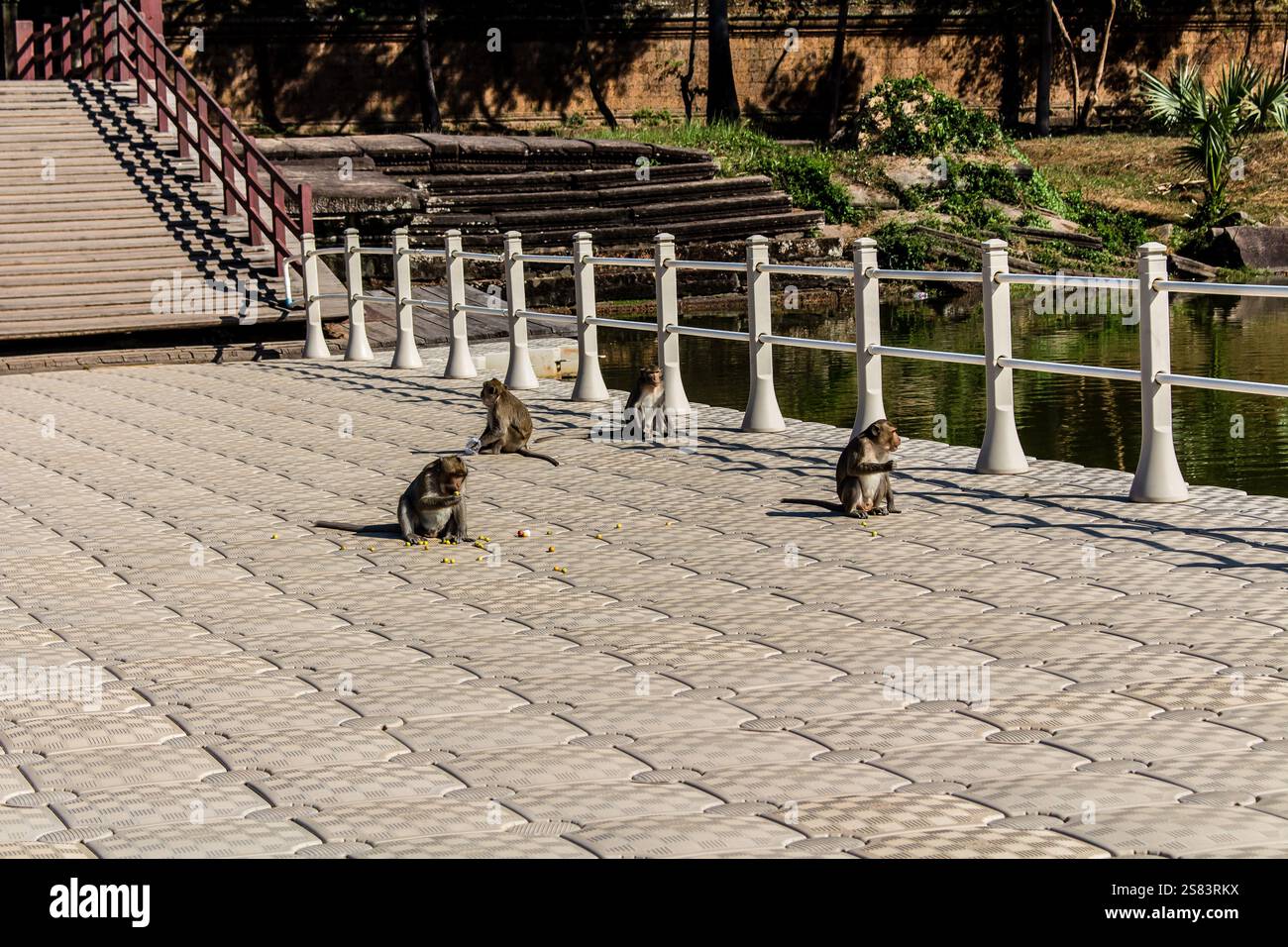 Siem reap, Cambodia, January 14, 2025 Monkeys at Angkor Wat temple, a ...