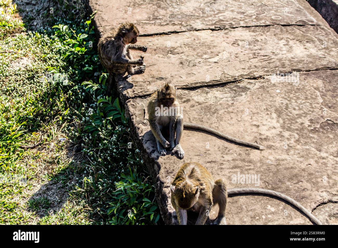 Siem reap, Cambodia, January 14, 2025 Monkeys at Angkor Wat temple, a Hindu-Buddhist temple ...