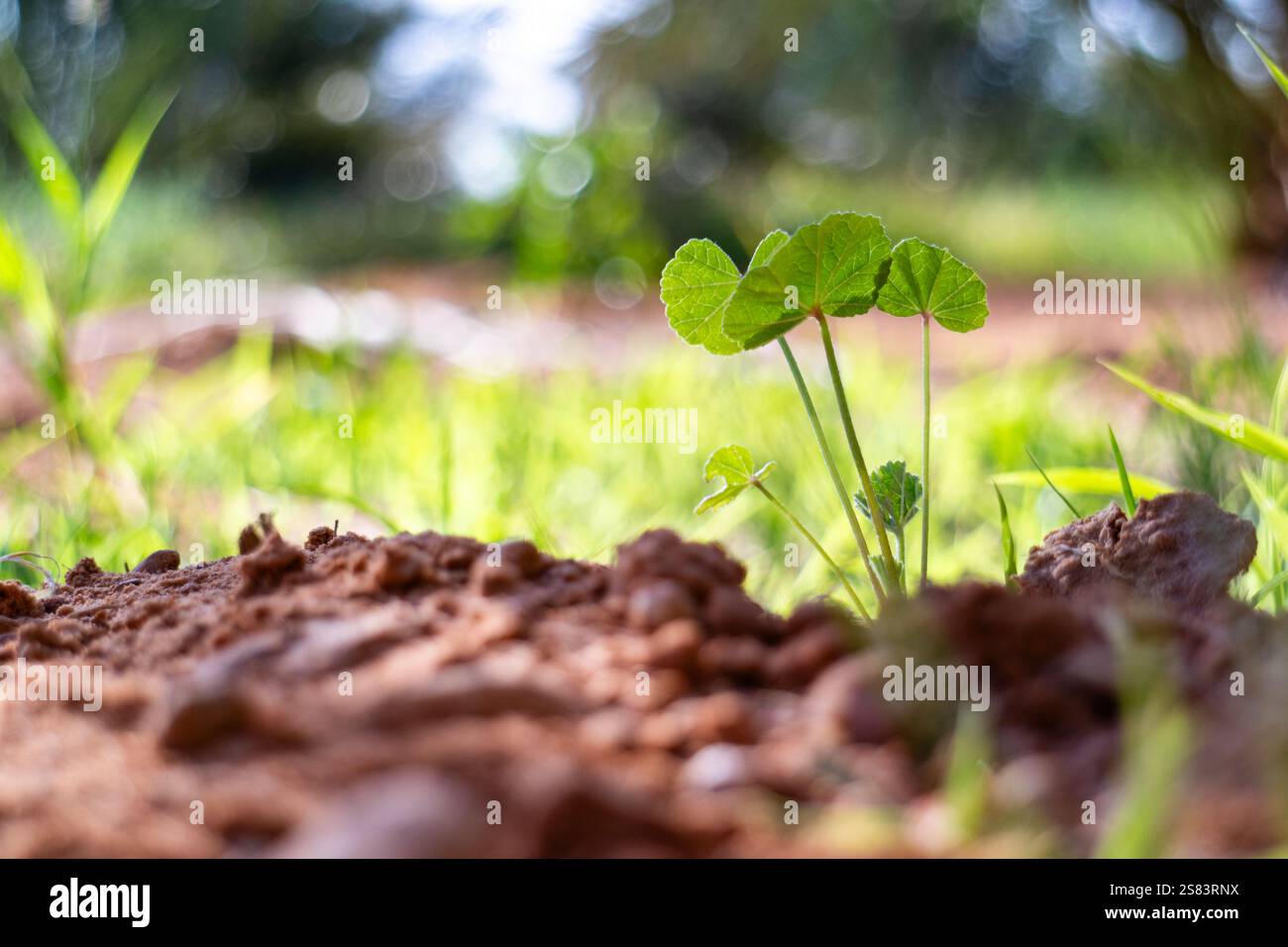 Rich moist soil hi-res stock photography and images - Alamy