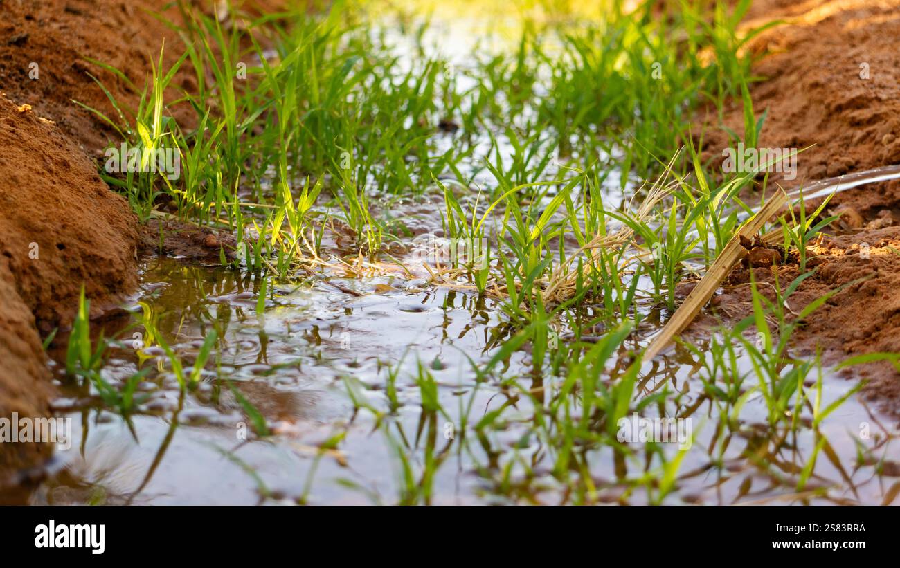 Agricultural Irrigation Channel with Flowing Water and Young Plants ...