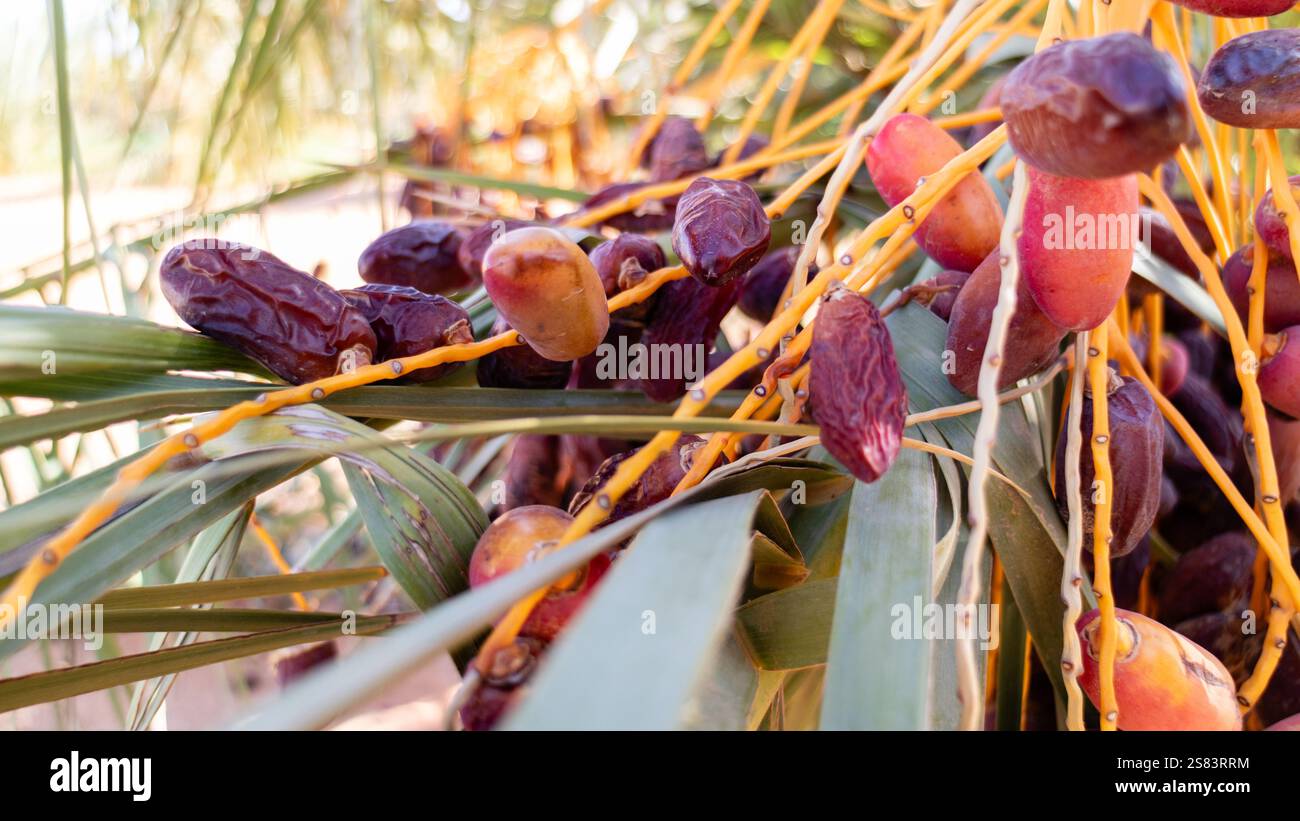 Date Palm Tree with Ripening Dates Stock Photo - Alamy