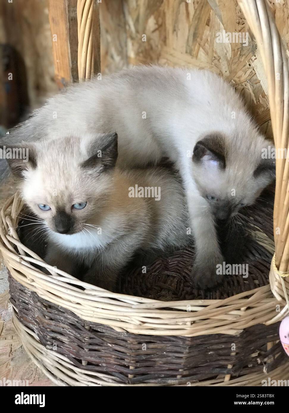 Siamese kittens play happily in a basket with their siblings. High ...