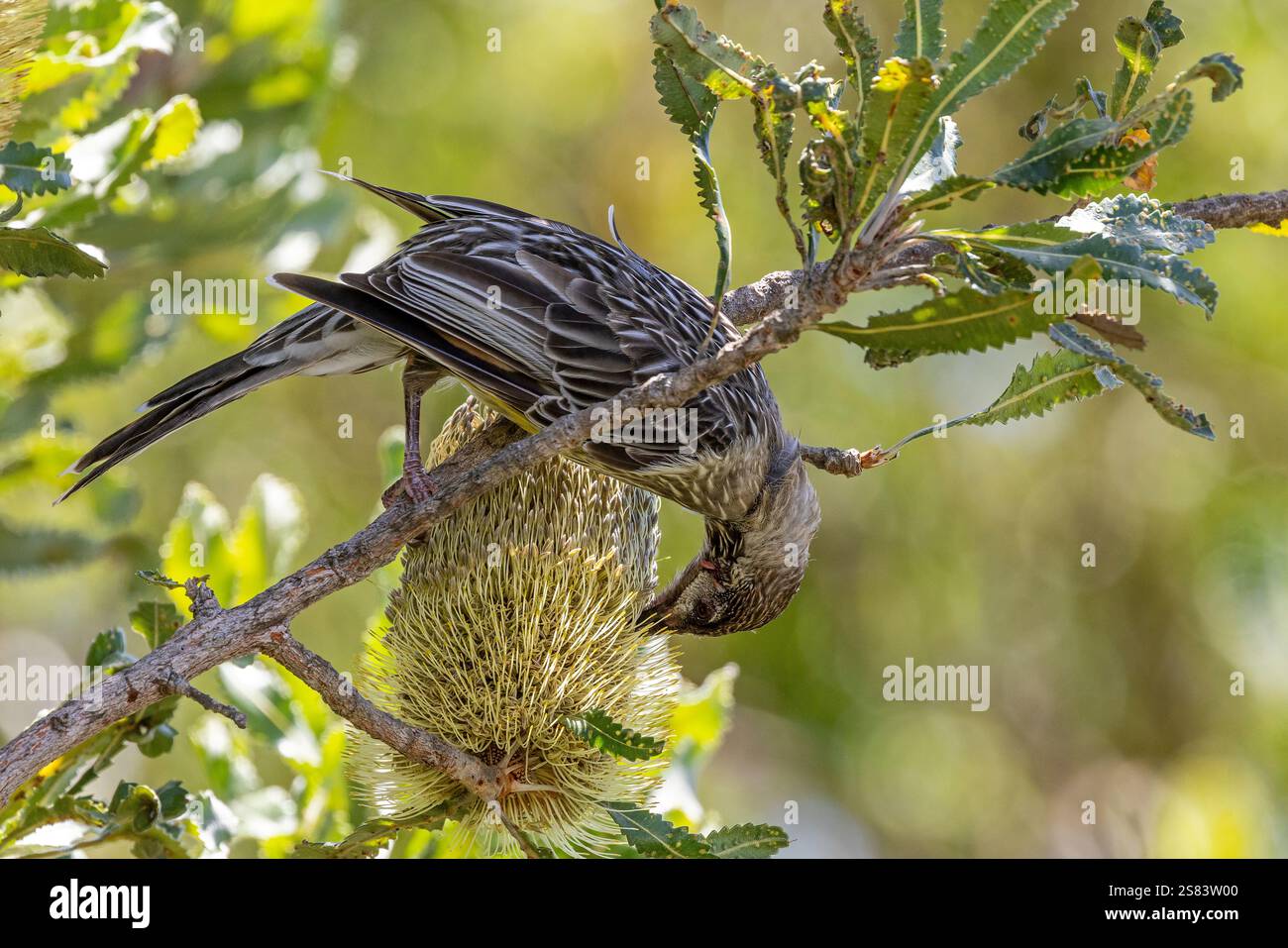 Australian Red Wattle Bird feeding on Saw Banksia flower Stock Photo ...