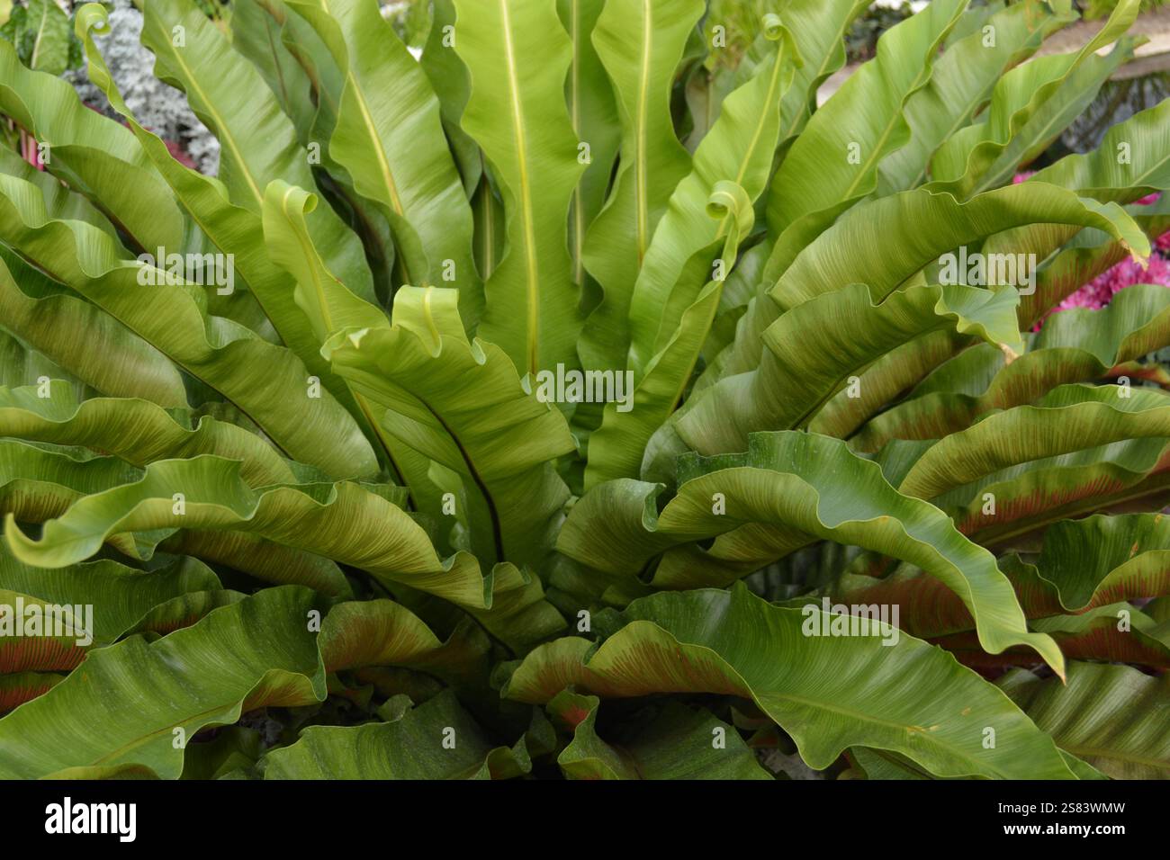Hart's Tongue Fern Asplenium Scolopendrium Stock Photo - Alamy