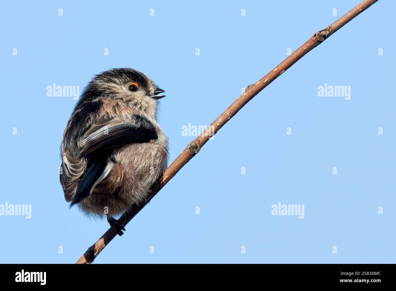 Long-tailed Tit, a small songbird feeding on insects, spiders, and ...