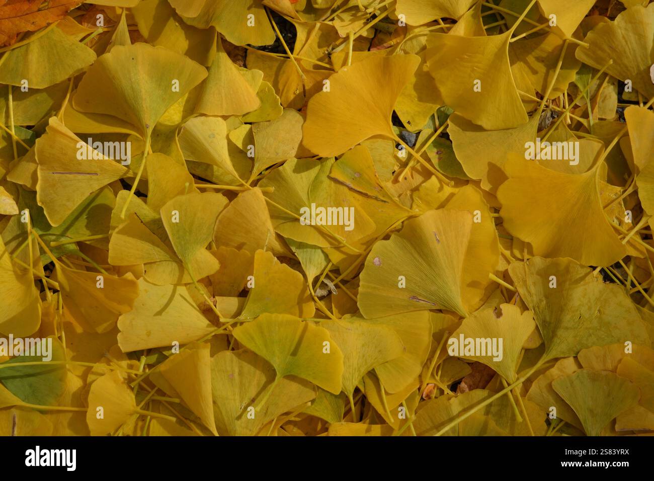 Golden leaves ginkgo trees hi-res stock photography and images - Alamy