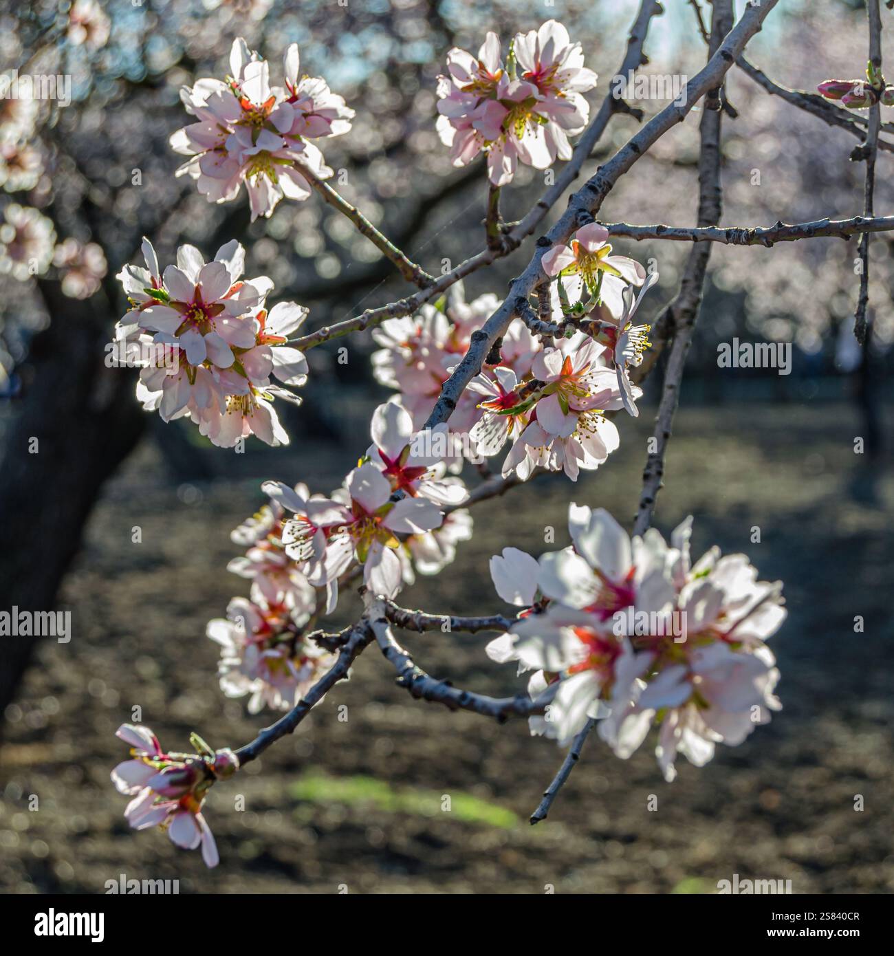 Almond trees in bloom in spring in Quinta de los Molinos Park in Madrid ...