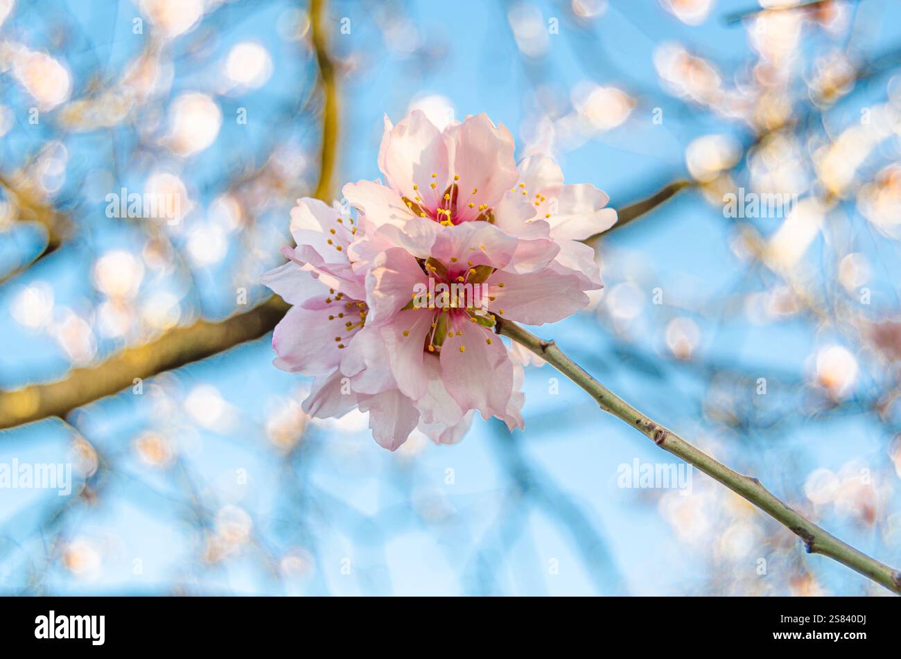 Almond trees in bloom in spring in Quinta de los Molinos Park in Madrid ...