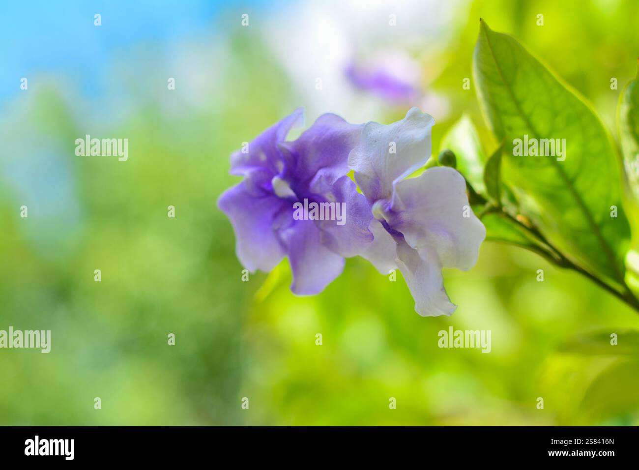 Brunfelsia grandiflora or (chiric sanango) flower with beautiful colors ...