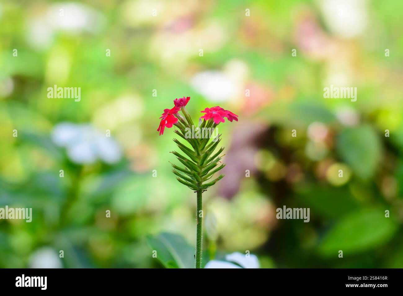 The beauty of a Prickly Daisy (Glandularia peruviana) flower on an out ...