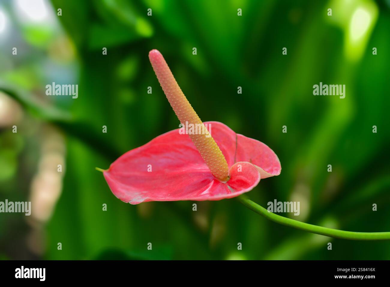 Anthurium flower or love flower (anthurium, calla lily) is also known as flamingo lily, it is an ...