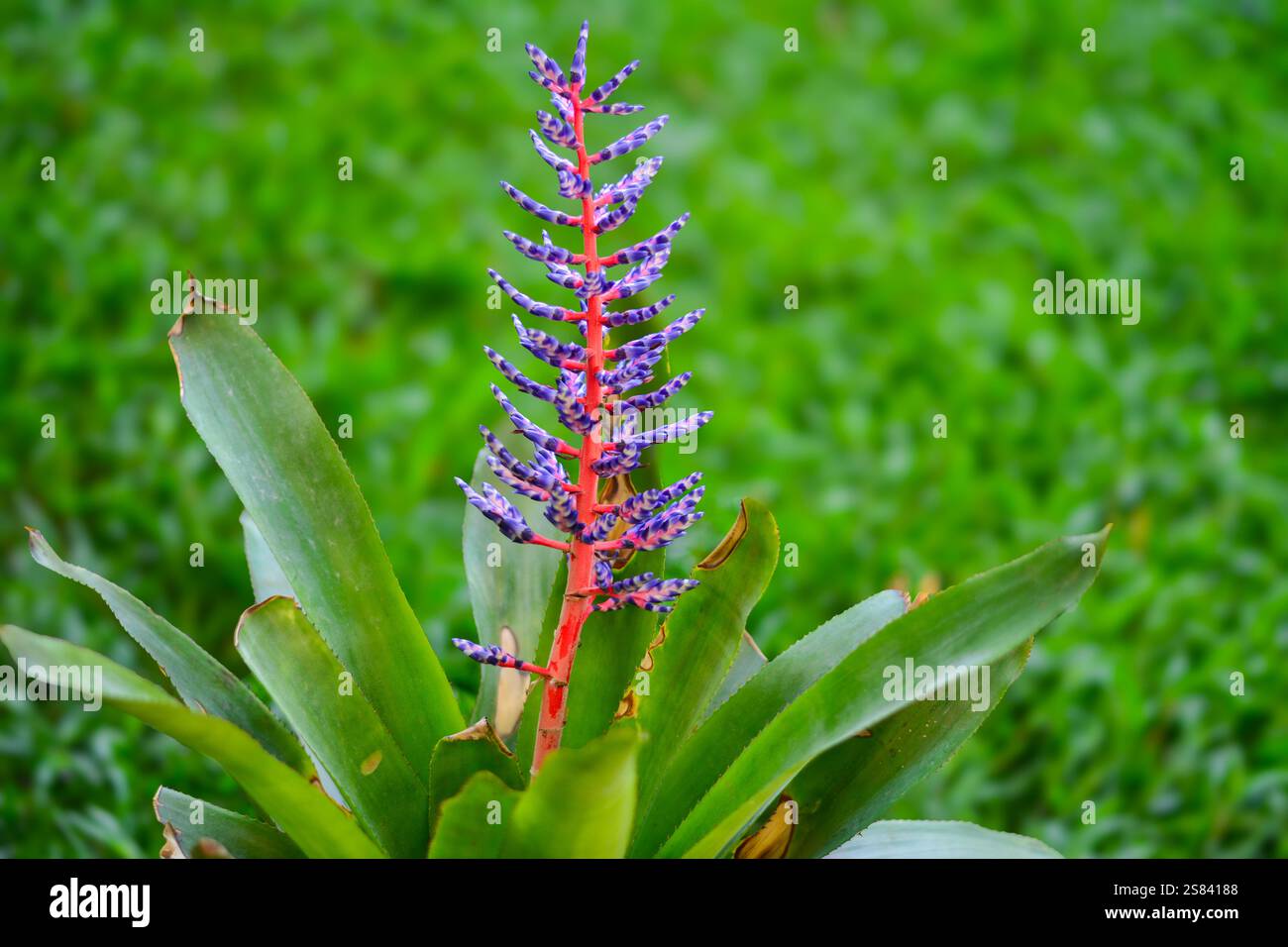 Blue Tango (Bromelia Aechmea) tropical plant with beautiful exotic ...