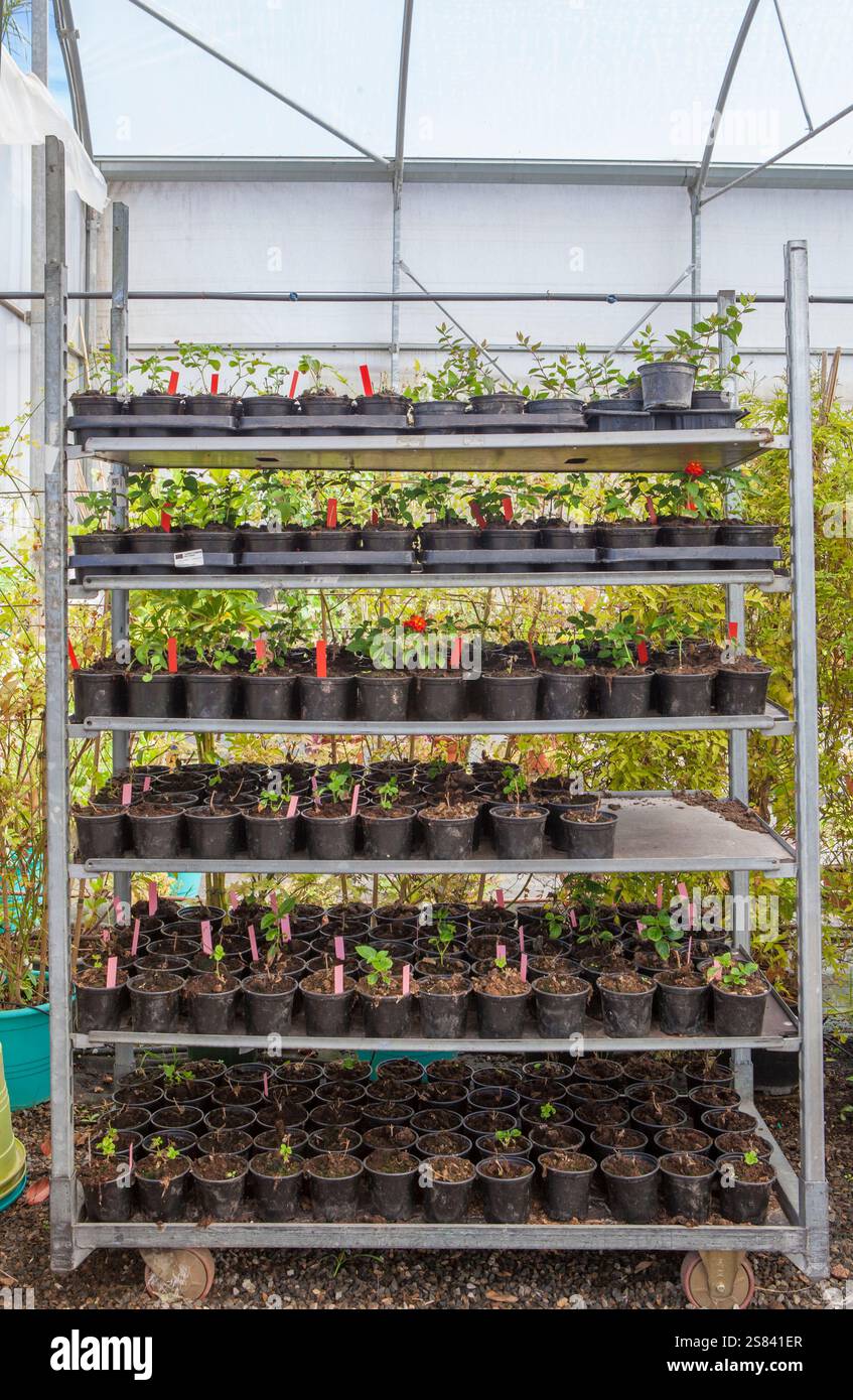 Plants pots displayed in trays at nursery. Large quantities production ...