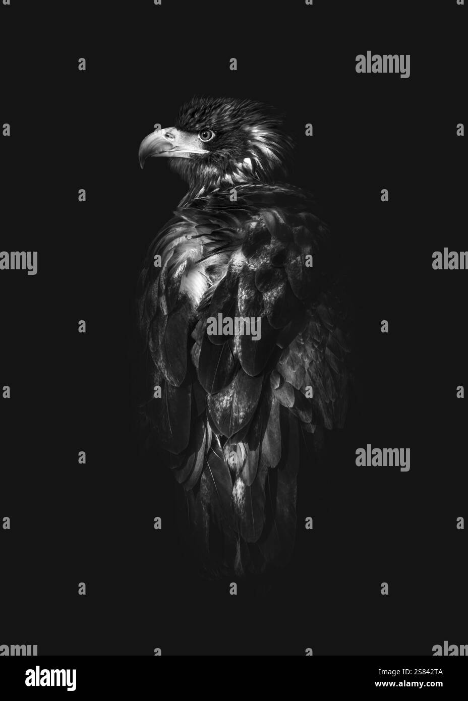 Close-up portrait of a juvenile bald eagle (Haliaeetus leucocephalus ...