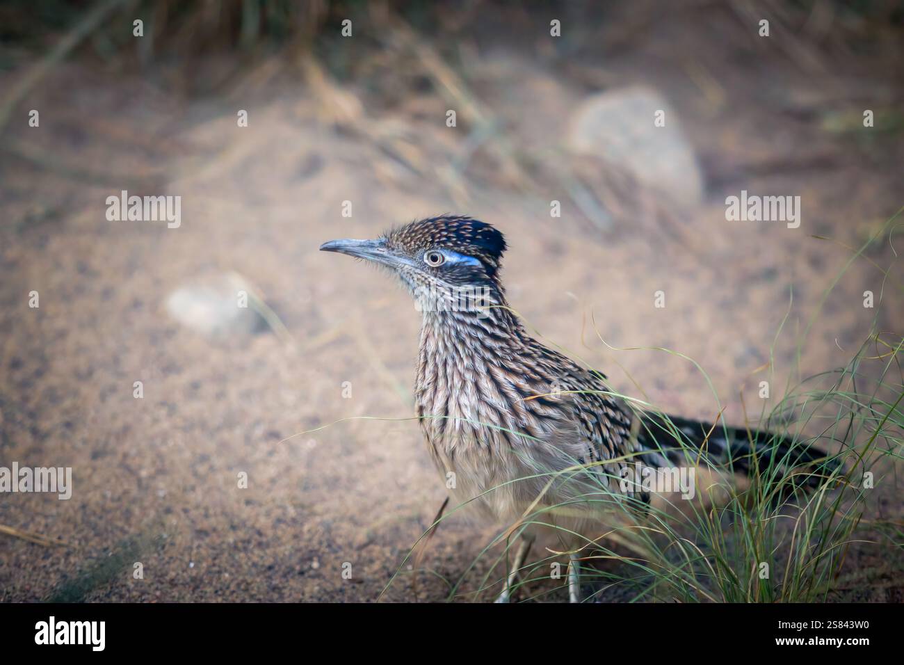 Roadrunner active hi-res stock photography and images - Alamy