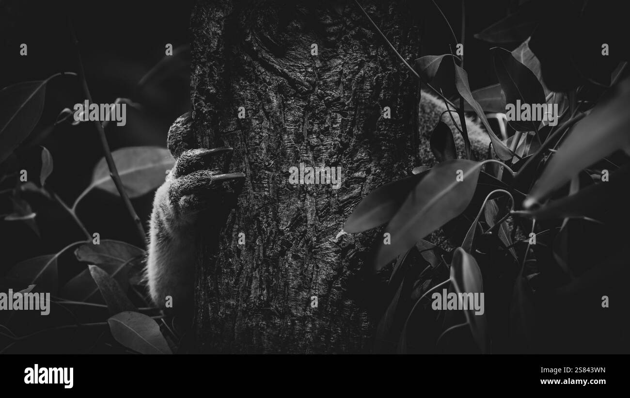 Single animal paw with sharp claws on tree bark Stock Photo - Alamy